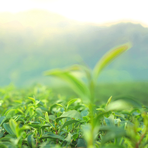Pure Tea Tree Oil for Nail Fungus & Cuticle Care: Benefits, Uses and Safety